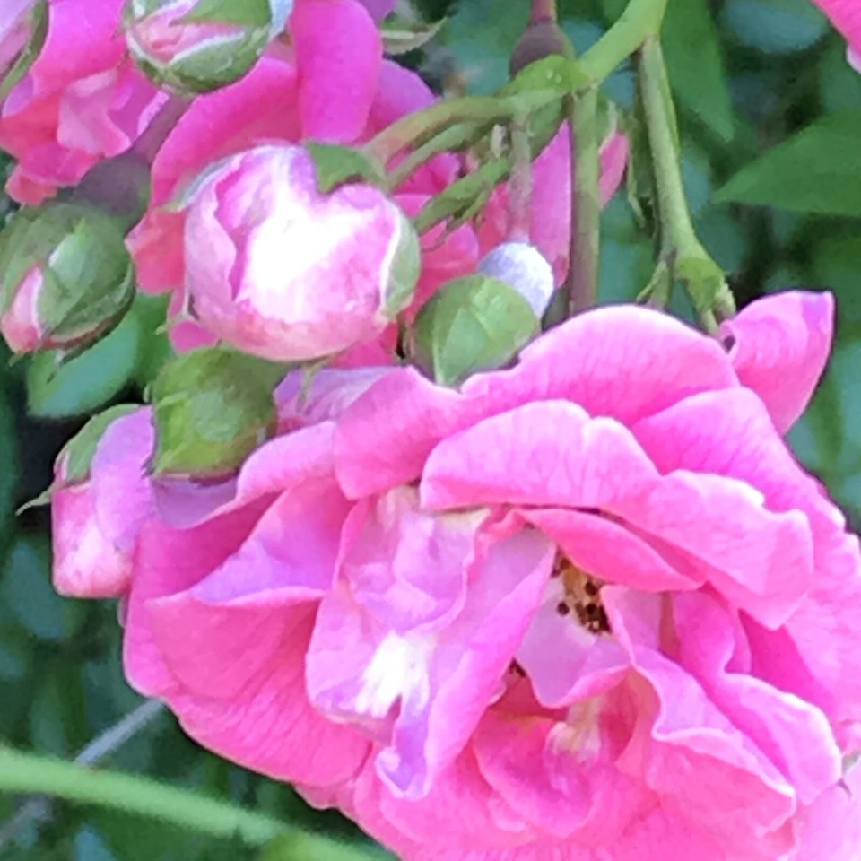 10 Cuttings Heirloom Pink Seven Sisters Roses Climbing Bushes 6 Inch No ...