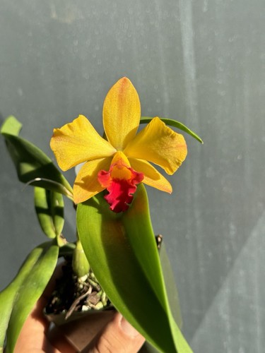 Yellow Mini - Compact Cattleya (Slc. Seagull’s Apricot x Pot. What ...