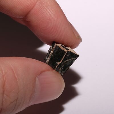 Tyrannosaurus Rex T.rex Tooth Chunk with Beautiful Serrations - Hell ...