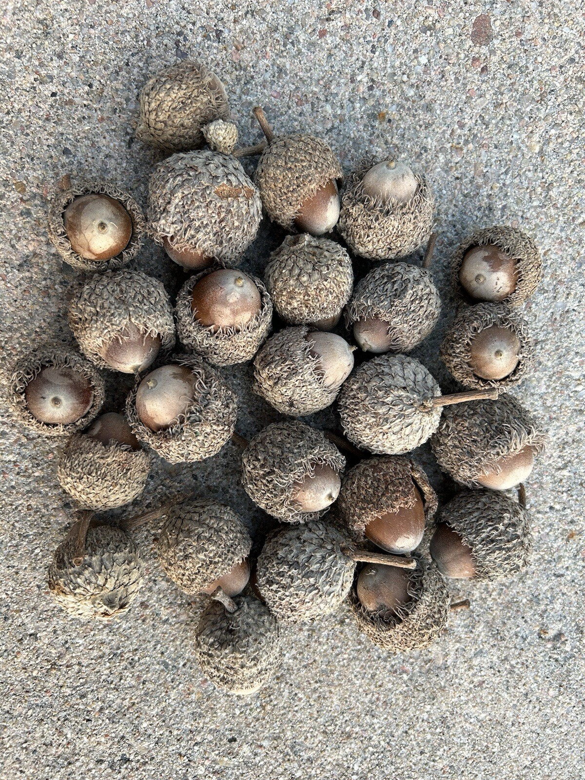 40 Bur Oak Acorns (Quercus Macrocarpa) Float Tested High Viability 2024 ...