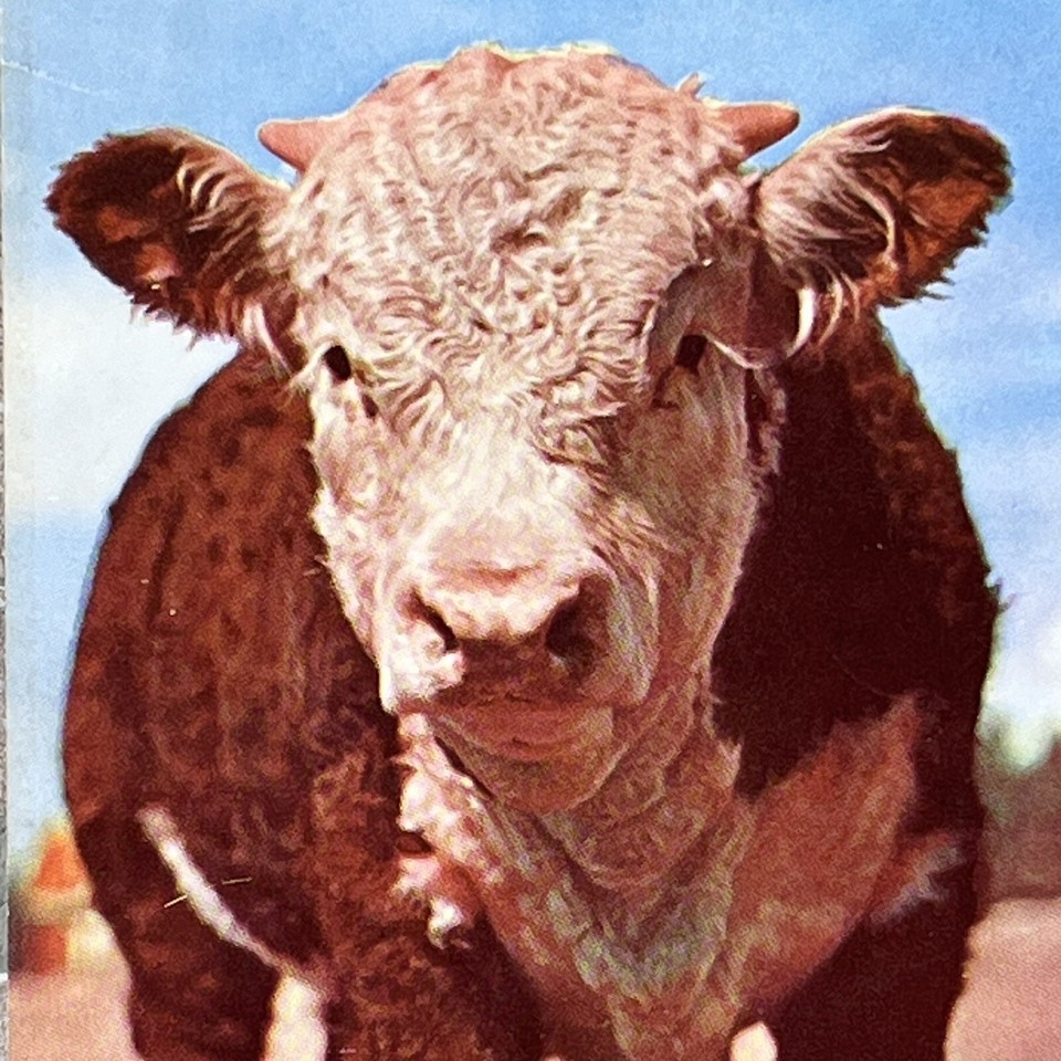 Little Bull in Texas TX Steer Livestock Calf Vintage Postcard Novelty ...