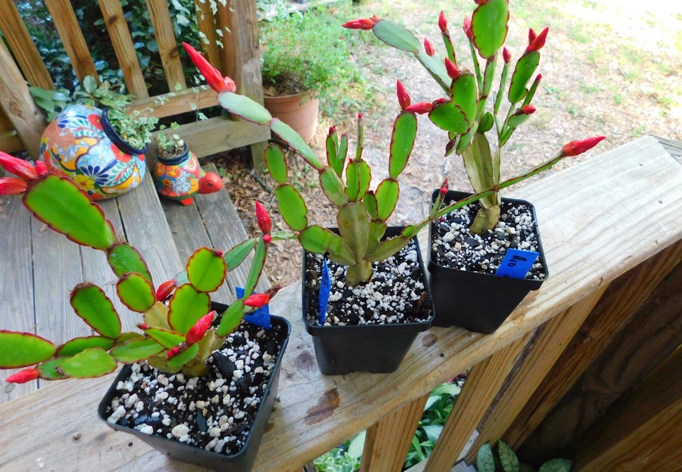 Red Easter Cactus Hatiora gaertneri Spring Cactus 4" Starter Pot | eBay