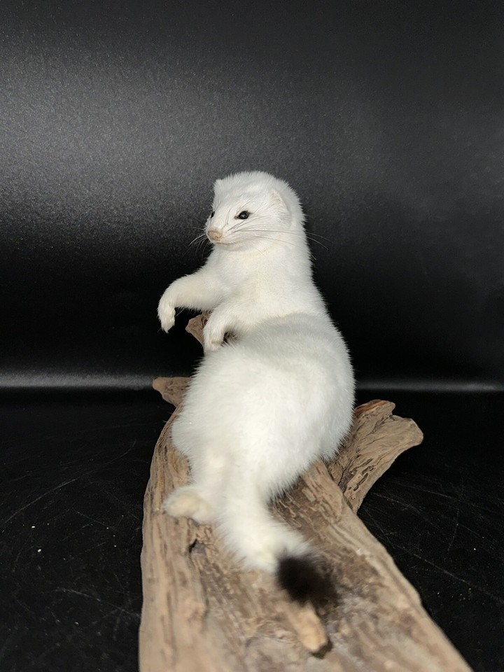 Beautiful Adorable Weasel Ermine Small Animal Taxidermy Mount Art ...