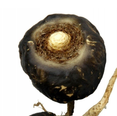 Maca Png Transparente
