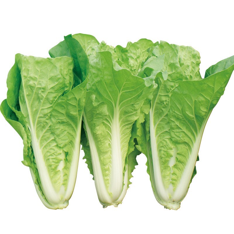 500+Chinese Cabbage seeds Pak Choi Kuai Cai Fast Grow Cabbage USA | eBay