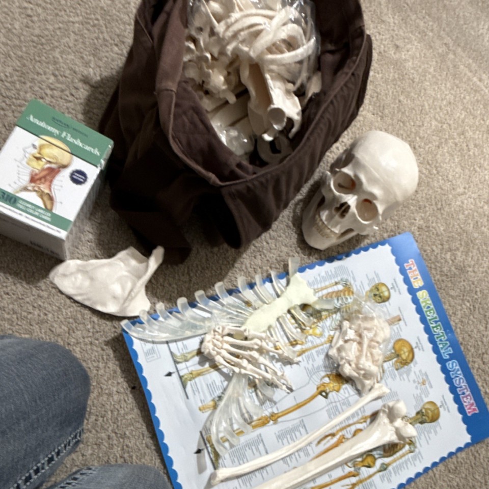 Human Skeleton Anatomical Model Set with Chart & Carry Bag for Anatomy ...
