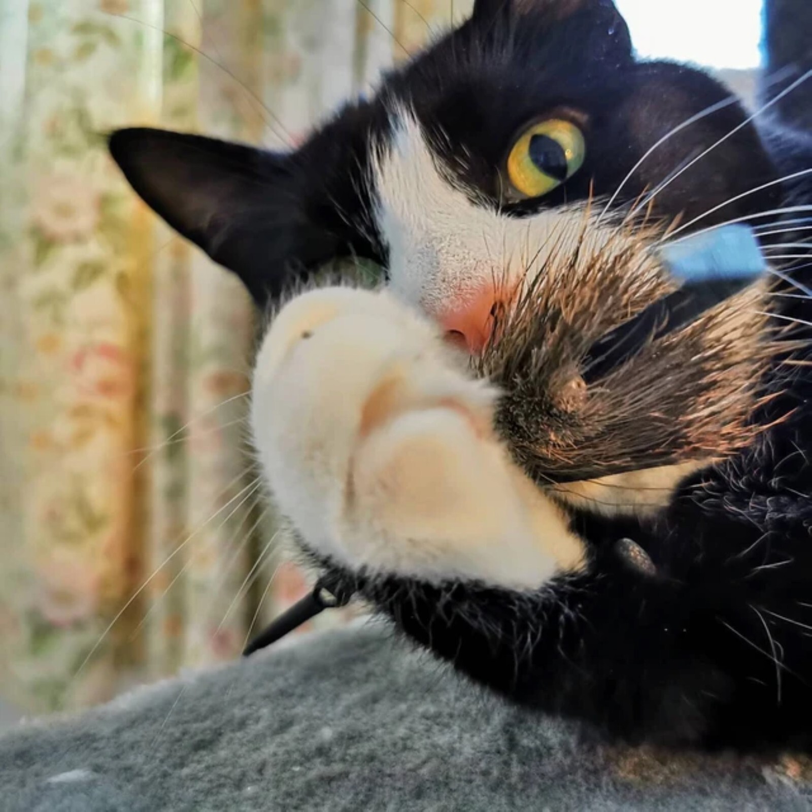 Cat Toy Rafa Rat Mouse Medium Realistic Brown Chase Play Toy by Tiga ...