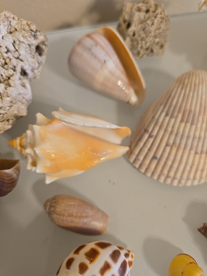Seashell Assorted Collection Lot of 34 Pieces | eBay