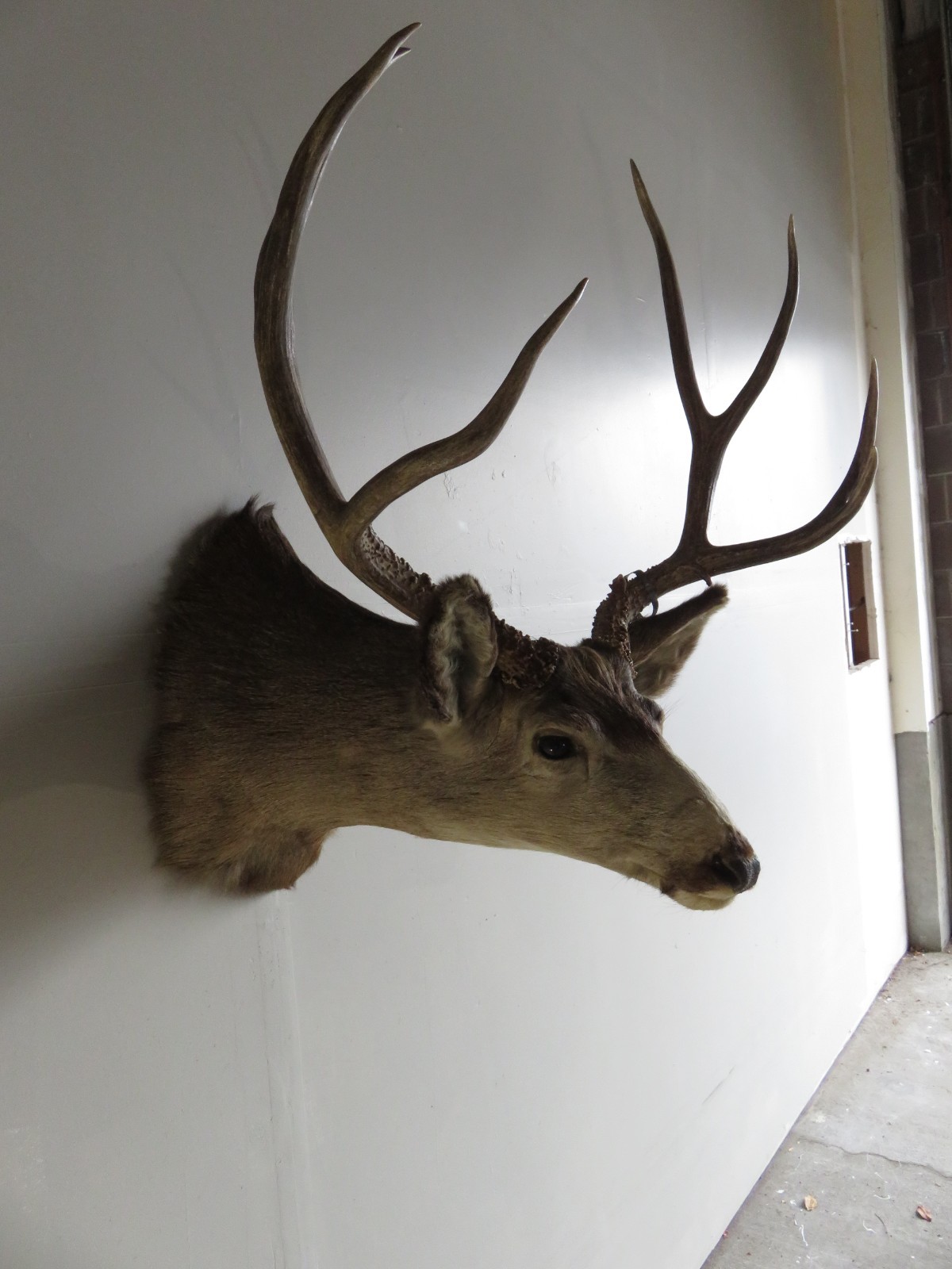 Great Rocky Mountain Mule Deer Trophy Shoulder Mount | eBay