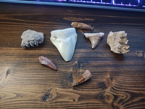 Collection Of Fossilized Dinosaur Teeth | eBay