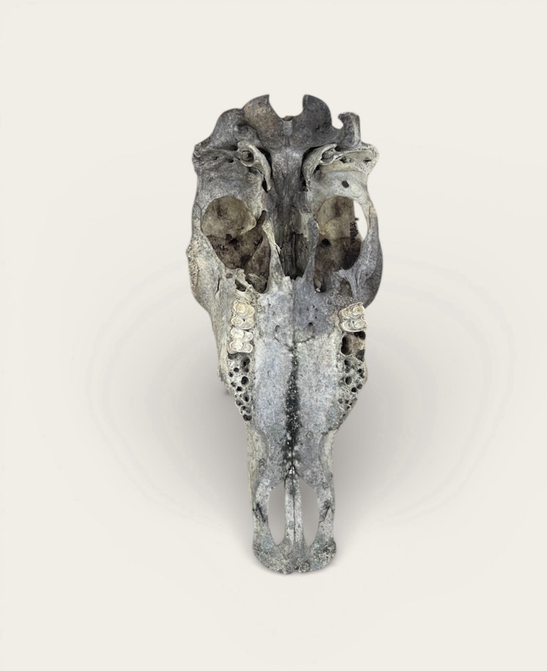 Real Cow Skull Authentic Western Decor Craft Man Cave Bones | eBay