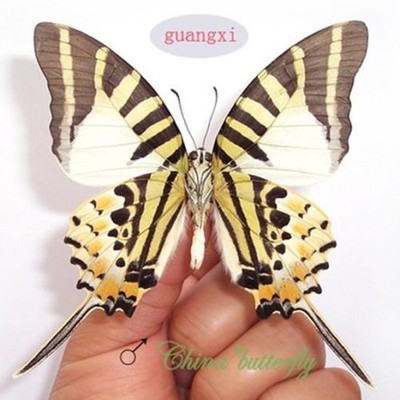 COLLECTION unmounted butterfly papilionidae Pathysa antiphates CHINA A1 ...