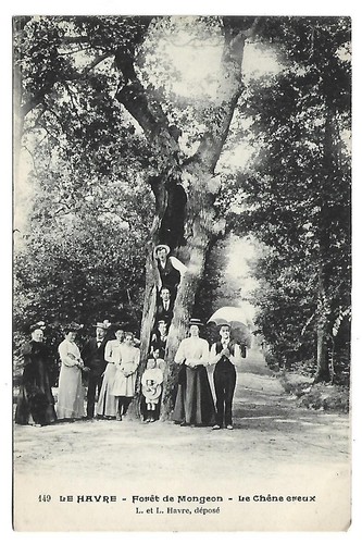LE HAVRE FORET DE MONGEON LE CHENE CREUX ARBRE RARE | eBay