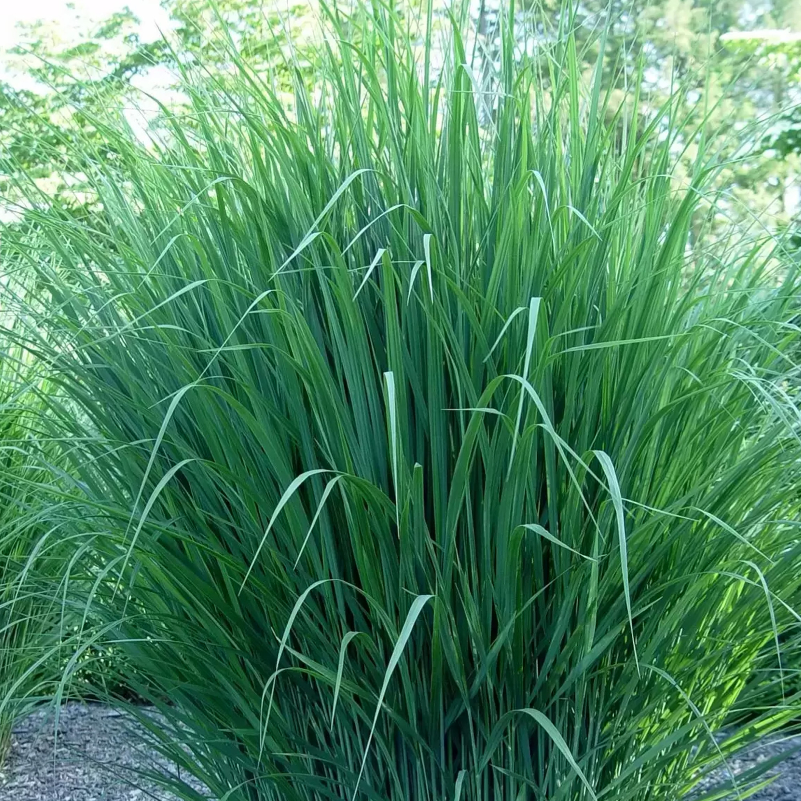 Panicum Northwind Deciduous Perennial Grass Outdoor Garden Ready in ...