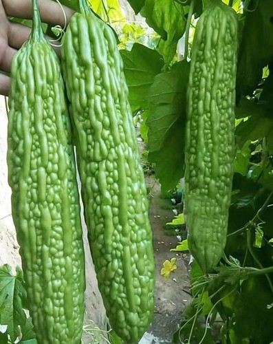 10+Green Skin Long Bitter Gourd seeds Bitter melon Seeds Ku Gua Asian ...