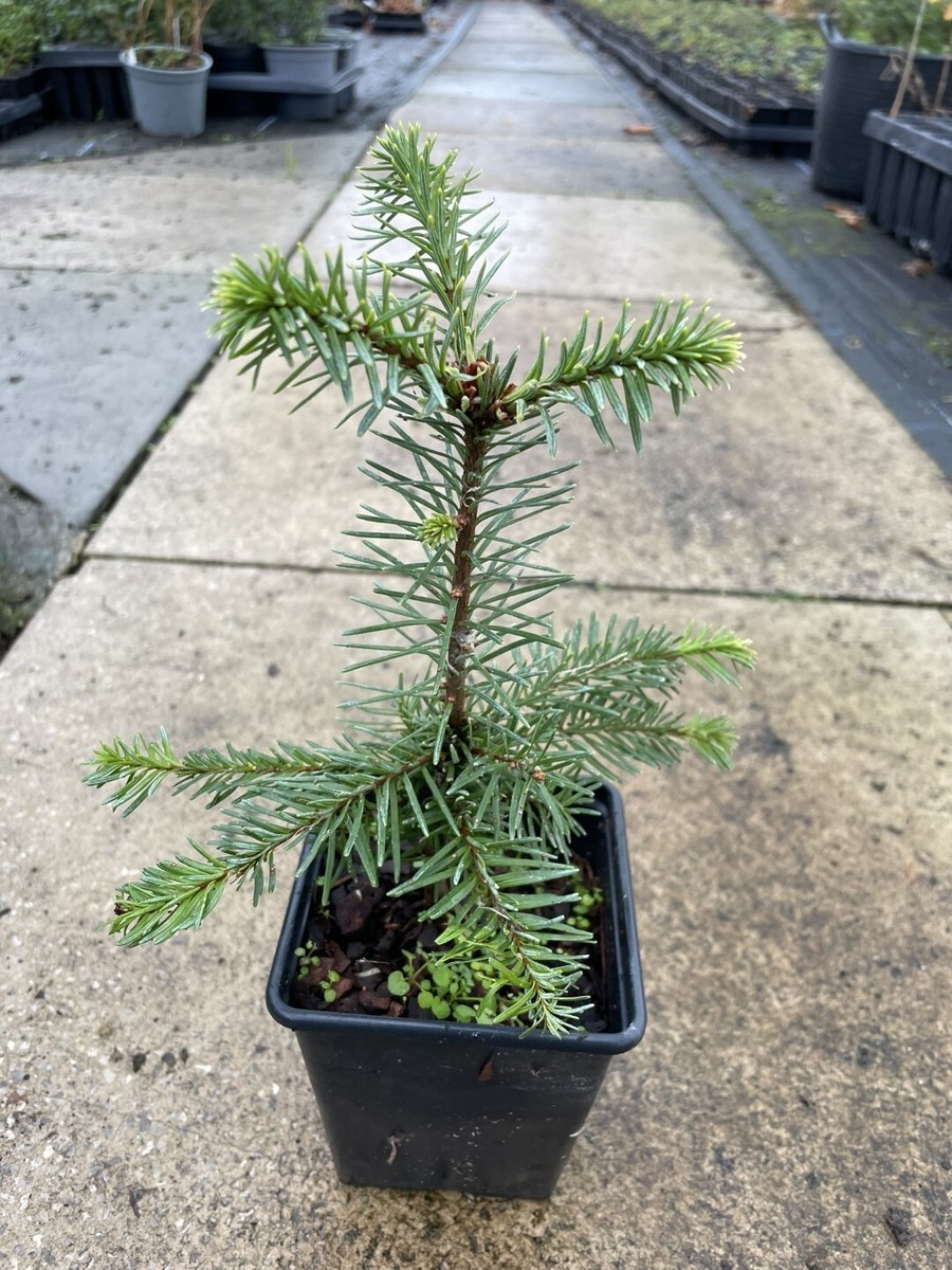 Noble Fir Seedlings