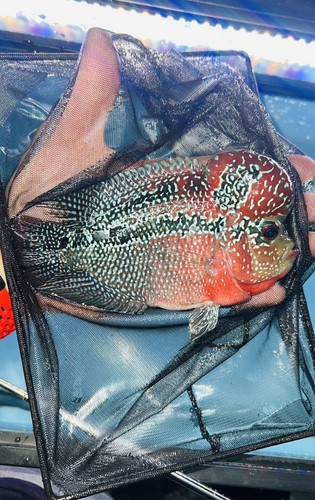 Super Red Dragon Flowerhorn The King Kamfa Fry 5 to 6 inche Usa Seller ...