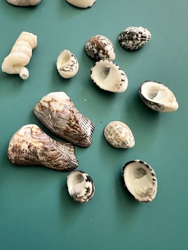 Shells Spine Conch Clam Scallop Snail Spiky Beach Crafts Aquarium | eBay