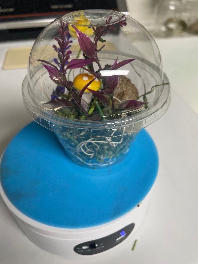 one 6 oz Hatching Cup Praying Mantis Kit + 1 Egg Case ootheca 2025 | eBay