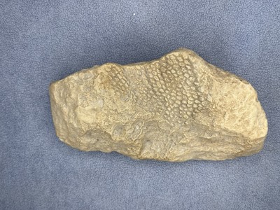 Plaster Imprint Of Dinosaur Skin | eBay