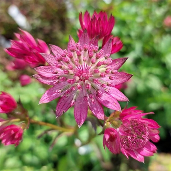 ASTRANTIA major 'Cerise Button' - Hardy Perennial Plant- ex 9cm (P9 ...