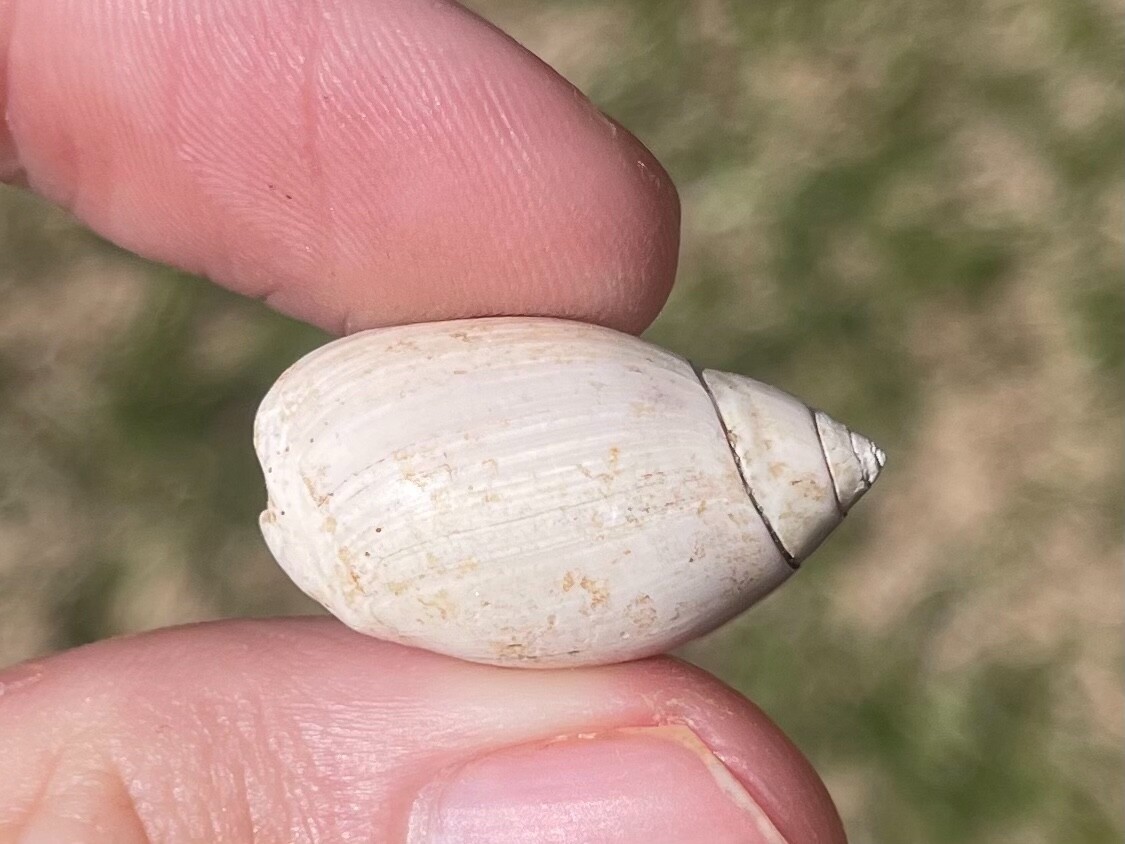 California Fossil Gastropod Olivella biplicata Pleistocene Mammoth Age ...