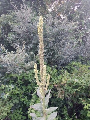 150 Great Mullein Seeds (Verbascum thapsus). Fresh Seeds From Healthy ...