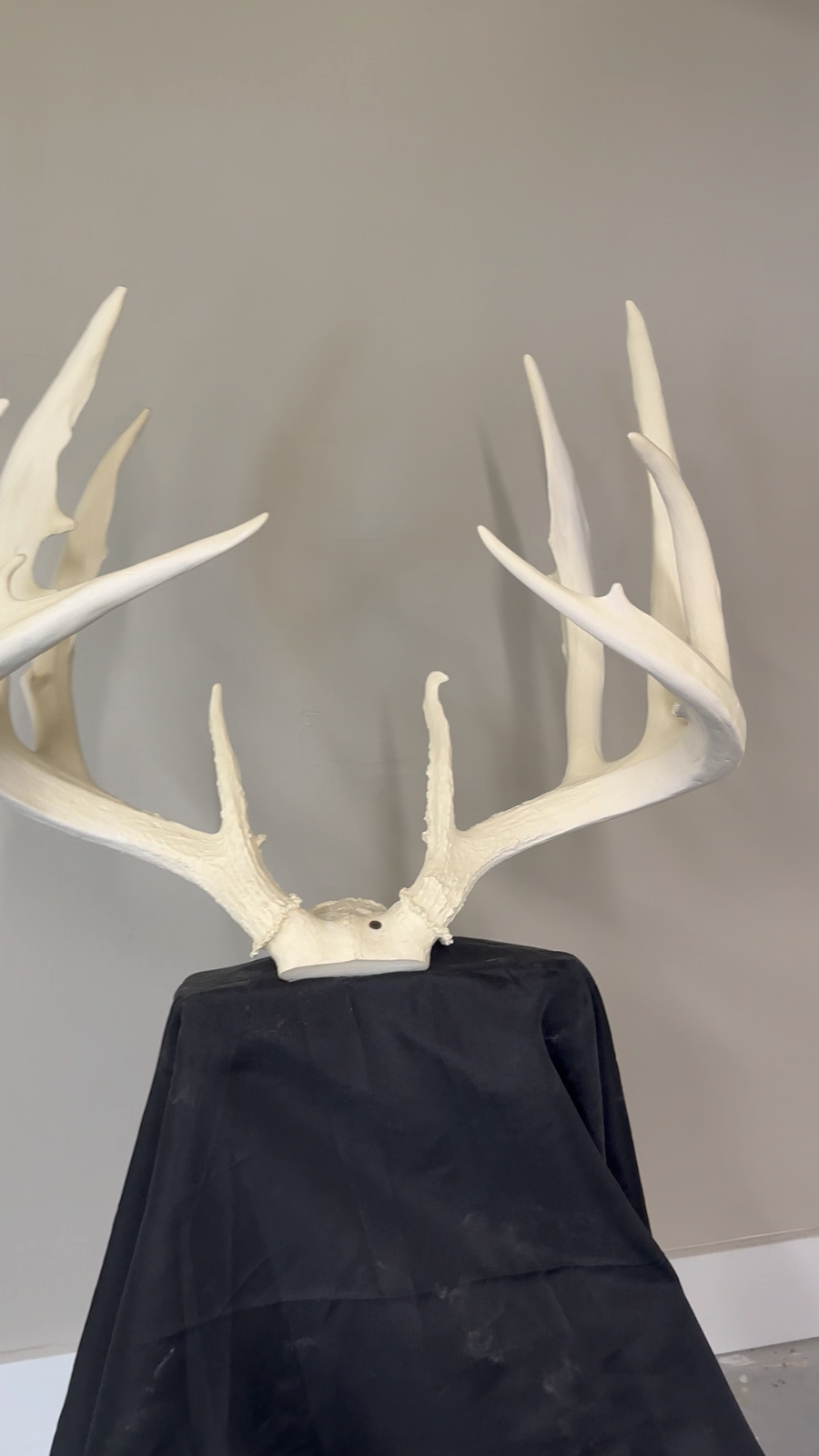 UNFINISHED WHITETAIL REPLICA SCORES OVER 200" B&C ANTLER DEER ANTLERS ...