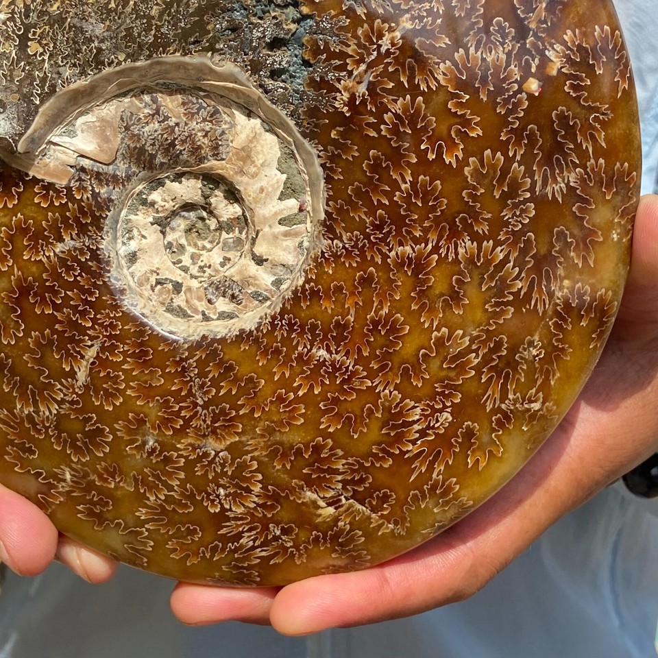 5.07LB Large Natural Ammonite Fossil Conch quartz Crystal Specimen ...
