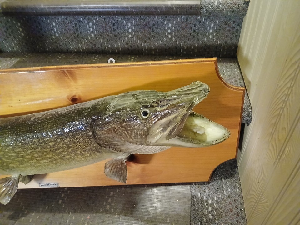 34" Northern Pike Real Skin Mounted Ken Hawkins Winnipeg Canada Fish ...