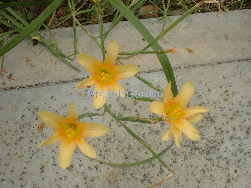 sale Homeria (Moraea) Collina 26 Mix Size bulbs - Tropical Yellow and ...
