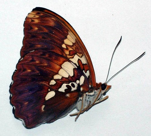 CYMOTHOE BECKERI BECKERI - unmontierter SCHMETTERLING | eBay