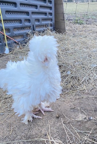 9 Total— 3 Sultan, 3 Silkie, 3 Serama Bantam Chicken Hatching eggs NPIP ...