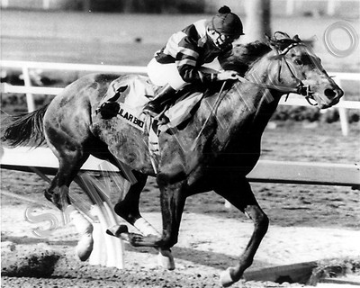 SPECTACULAR BID 1979 KENTUCKY DERBY PREAKNESS WINNER HORSE RACING 8X10 ...