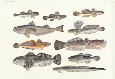 1931 Japanese Exotic Sea Life - Sandfish Mudskipper Goby - 13"x19 Fish ...