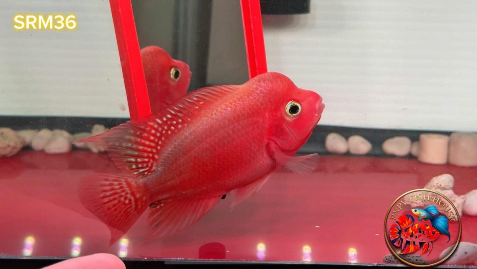 Premium Flowerhorn - VIP Baby Super Red Monkey 3 inches - Overnight USA ...
