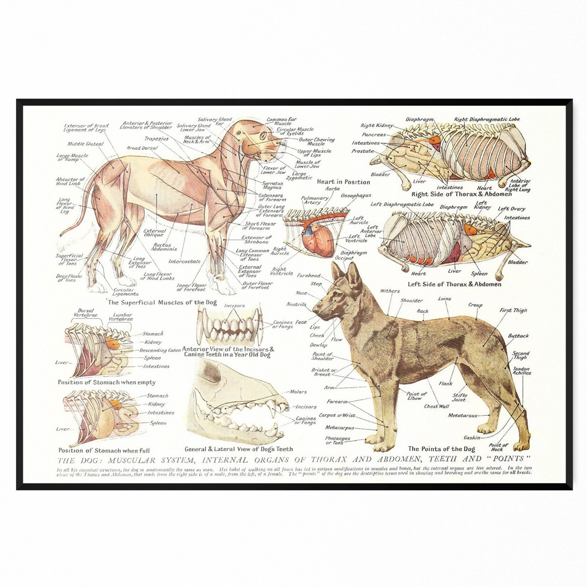 What Is The Anatomy Of A Dog - Infoupdate.org