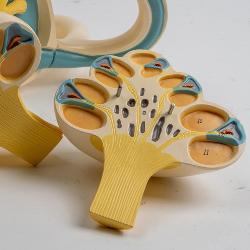 Inner Ear Anatomy Model Shows Inner Ear Cochlear Anatomical Internal ...