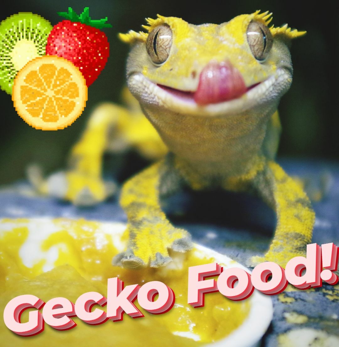 Gecko Crested Gargoyle Food Powder! Leachie Lizard Geckos Fruit Eating ...