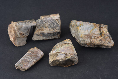340g Lot of 5 Pieces Baculites Fossil Bone Mineral Specimen V02 | eBay