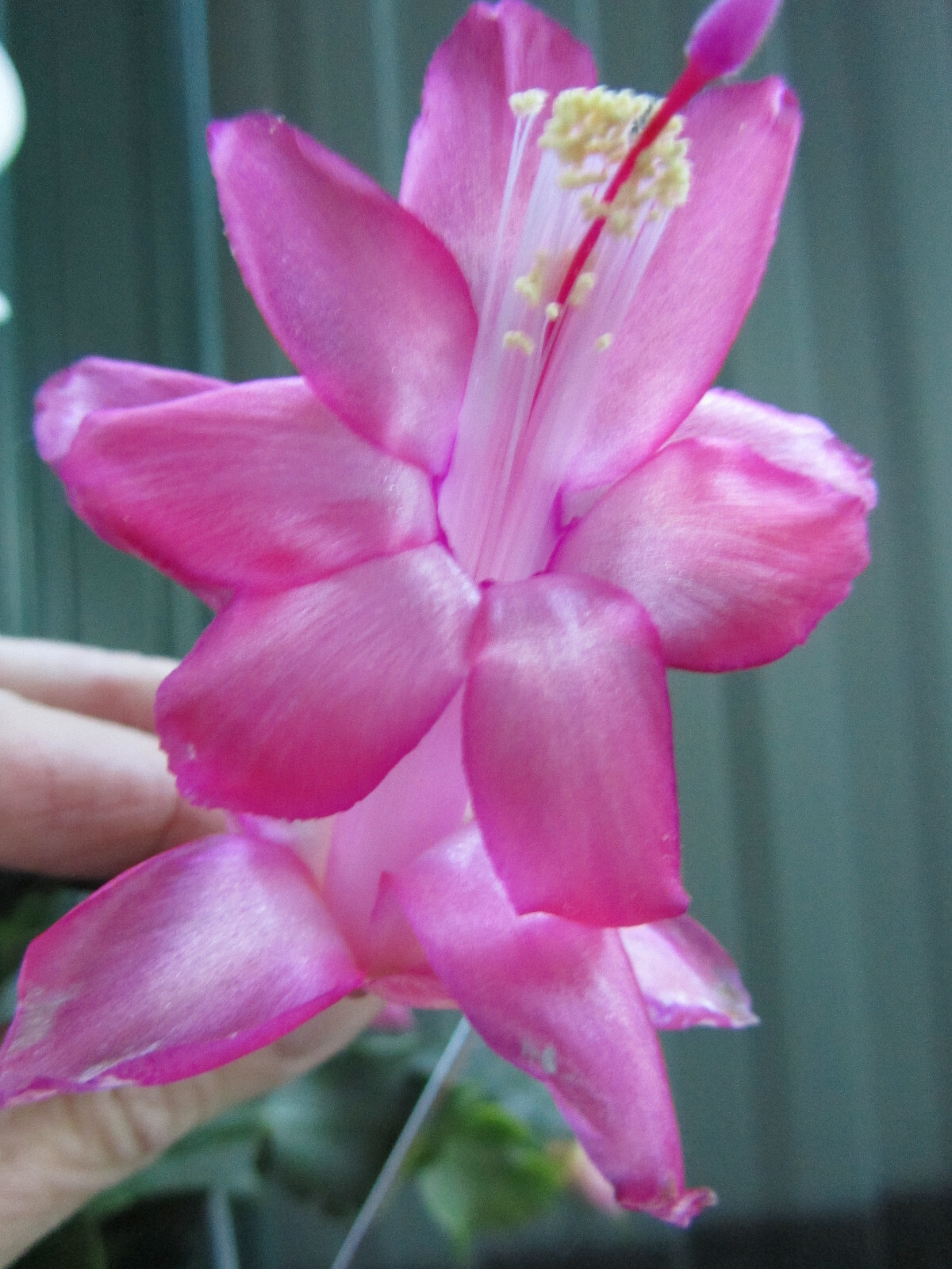 6 x Mix Schlumbergera Zygocactus Cuttings 1 each of named types inc ...