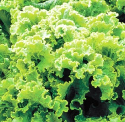 Green Ice Leaf Lettuce Seeds | NON-GMO | Heirloom | Fresh Garden Seeds ...