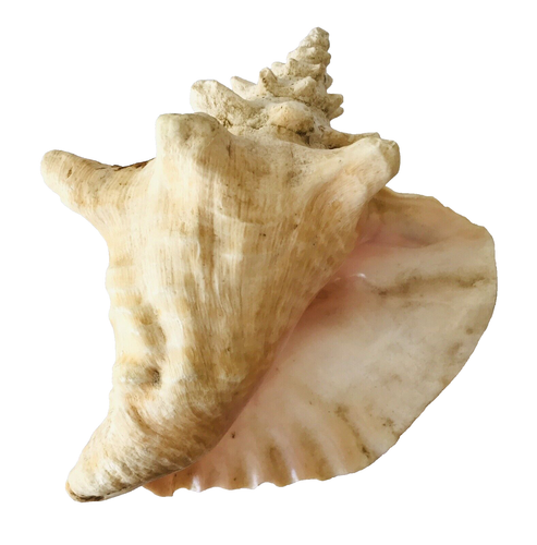 Conch Shell Old Worn Seashell Pretty Nautical Ocean Decor 1.9 lb Size ...
