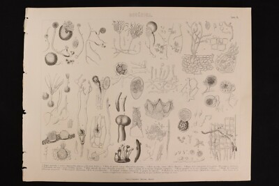 Botanical Engraving Foil 5 Gras and Cª. Fungi, mold, downpour, cystopus ...