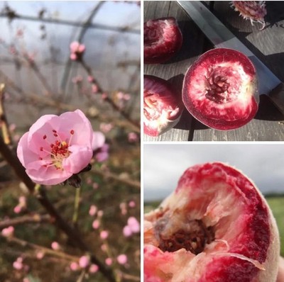6 Indian Blood Peach Tree cuttings Heirloom sweet and tart reddish ...