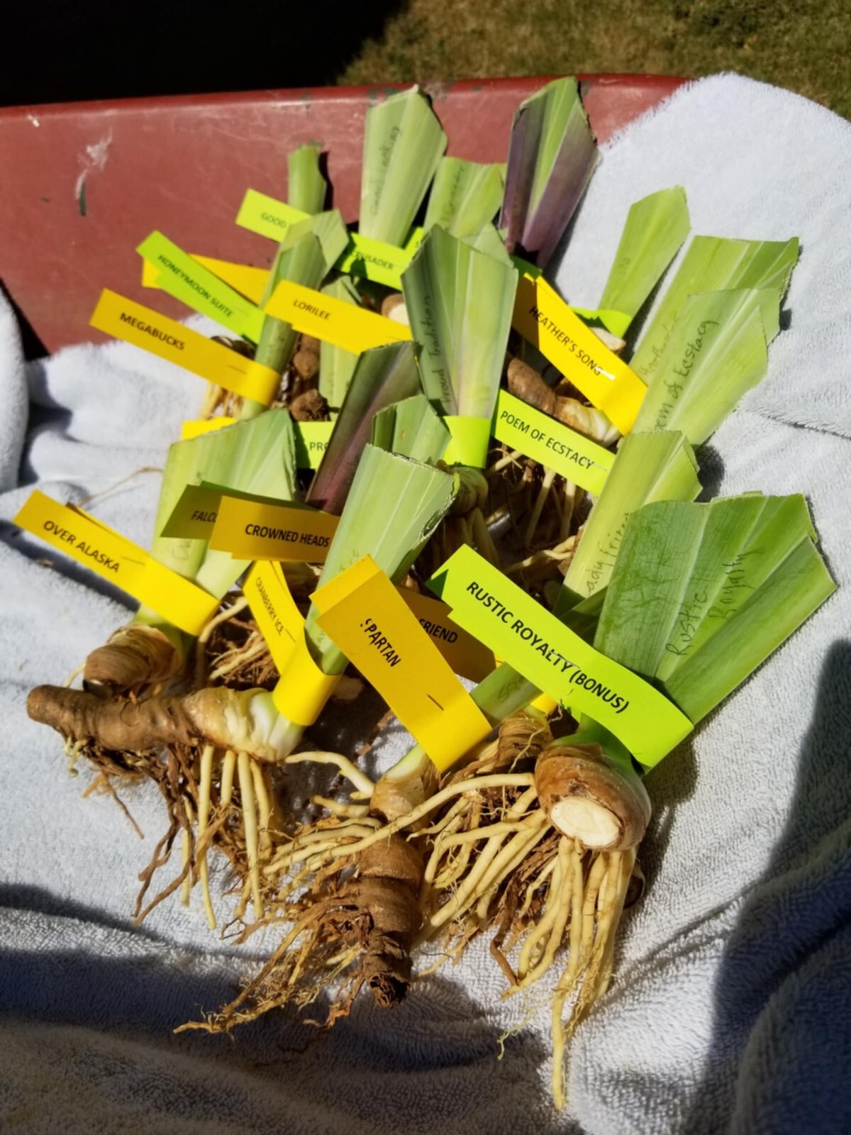 Tall Bearded Iris- "Electric Candy". Combined Shipping + Bonus. Pre Sales. | eBay