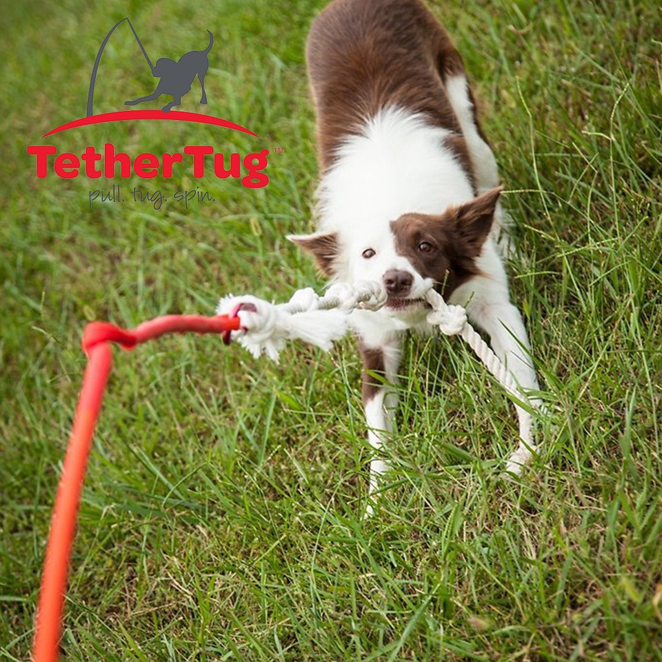 Tether Tug V2 Outdoor Dog Interactive Toy Tugging Pull Exercise 5-70 ...