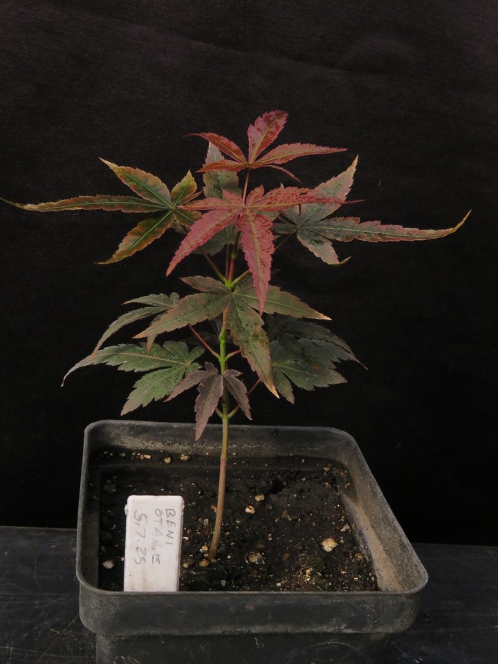 Seed-Grown Acer Palmatum 'Beni Otake' Japanese Maple Tree 2025 Seedling ...