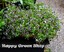 Pennie Black - 300 SEEDS - Nemophila Discoidalis - Balcony Flower ...