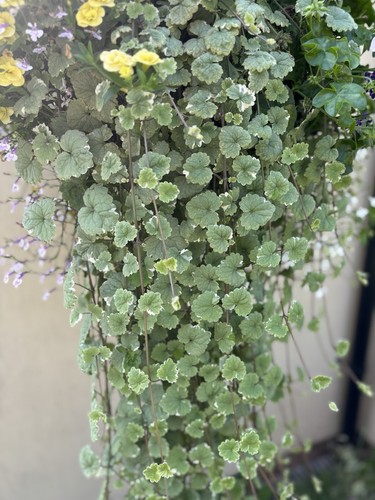 4x TRAILING NEPETA VARIEGATED - 4 PLUG PLANTS FAST GROWING FOLIAGE ...